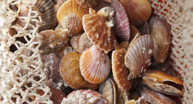 A resurgence for rare Puget Sound pink scallops | National Fisherman