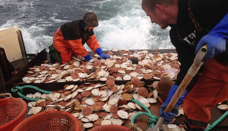 Scallops hold steady for New England, but sizes could shrink | National ...