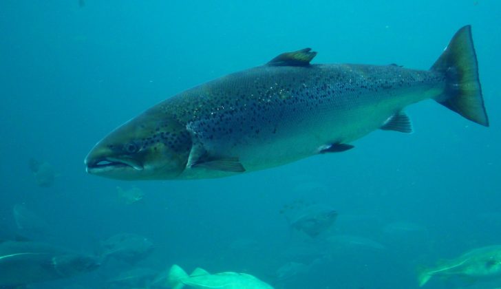 Japanese researchers hail new miracle product: dried salmon sperm ...