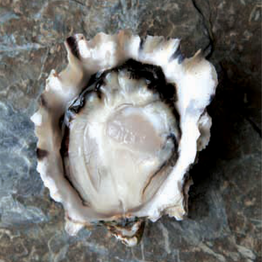 Growth spurt: Taylor Shellfish Co. shows no signs of slowing | National ...