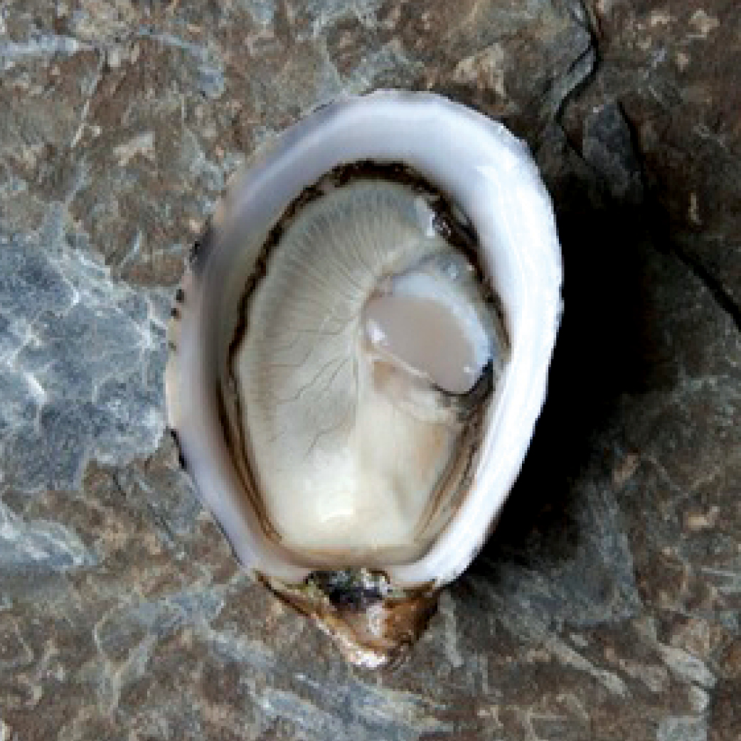 Growth spurt: Taylor Shellfish Co. shows no signs of slowing | National ...