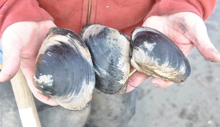 Atlantic surf clam stocks continue to shift up the coast | National ...