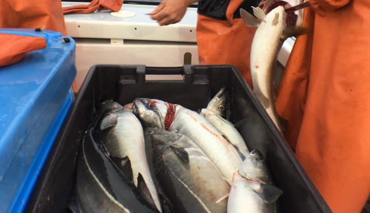 Surviving seafood fraud: Entering the era of accountability | National ...