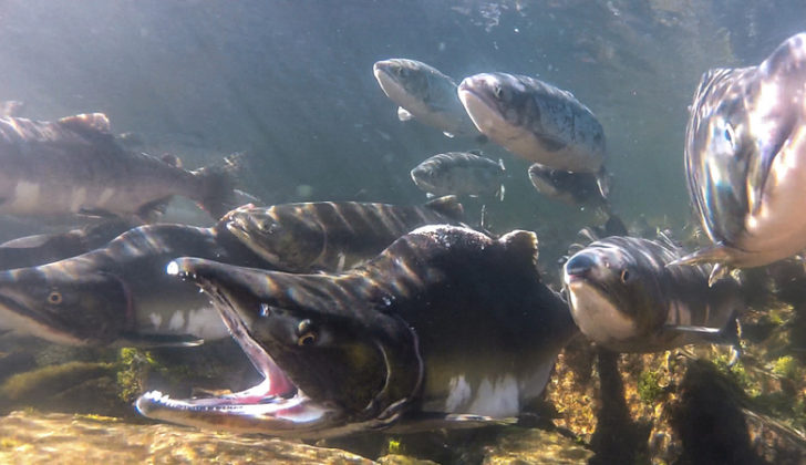 Tongass study: Forest fish of Alaska | National Fisherman