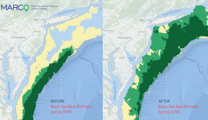 New online maps show East Coast fish species shifts | National Fisherman
